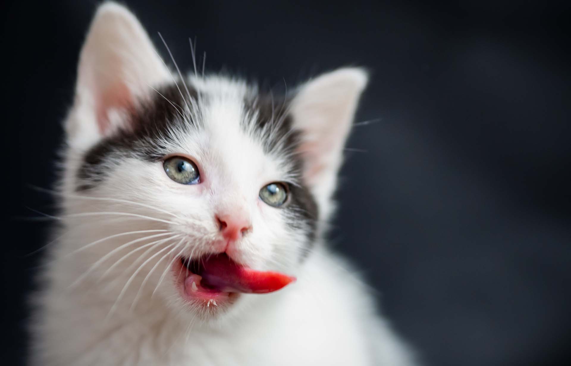 Kitten Package In Scotts Valley, CA | Scotts Valley Vet